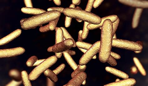 Coliforms Under Microscope