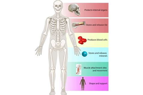 Organs Of The Skeletal System Skeletal System