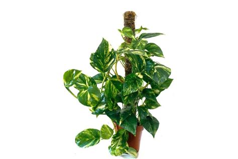 Do Giant Pothos Exist How To Grow Large Pothos Effectively