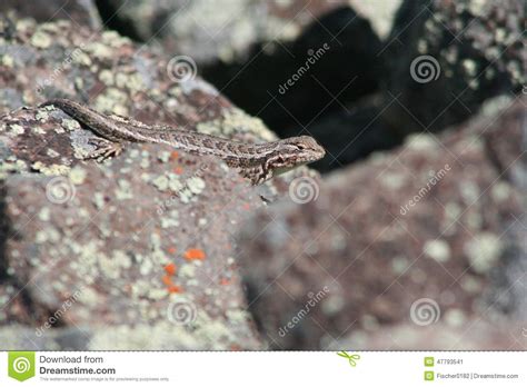 Sagebrush Lizard Sceloporus Graciosus Stock Image Image Of