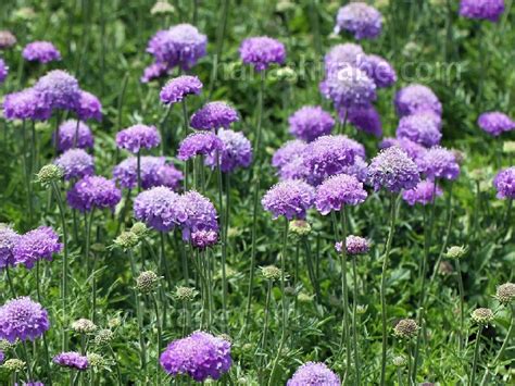 スカビオサ 花しらべ 花図鑑