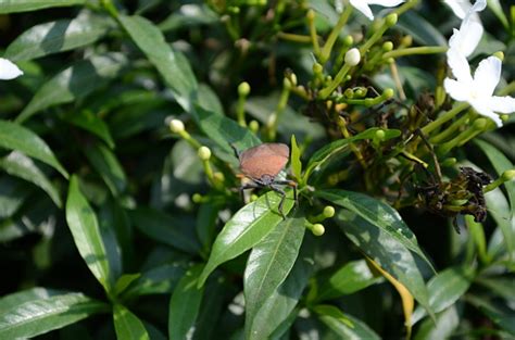 펜타토모이대는 일반적으로 방패 벌레 또는 악취 벌레라고 불리는 헤미트라라는 곤충 의 가족입니다 각 발에 5개의 분할 된 안테나와 3 개의 타르 탈 세그먼트 삼각형 스커텔룸