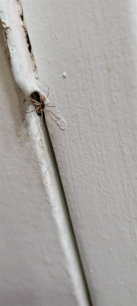 Bathroom Spider Id Request Ottawa Ontario R Spiders