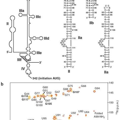 Effect of the 3 Ј UTR on HCV translation in different cells A FLuc