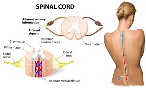 Advanced Pain Care Spinal Cord Stimulation For Back Pain Things To Know