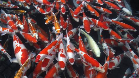 100 Koi Fish Wallpapers