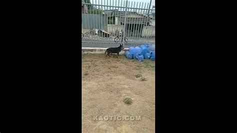 Video Cześć To Mój Pies Herman Sadisticpl