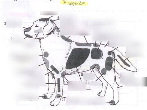 régions anatomiques Diagram Quizlet
