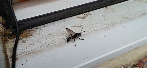 Grass Carrying Wasp