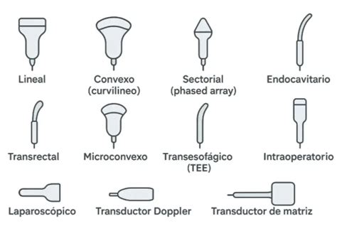 Tipos De Transductores En Ecografía Y Cómo Elegir El Adecuado Para Tu
