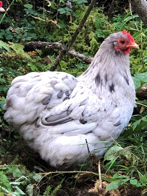Pure Cochin Bantam