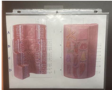 Microscopic Anatomy Of The Digestive System Diagram Quizlet