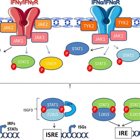 Ifns Signaling Pathway Ifnα And Ifnγ Bind To Their Respective