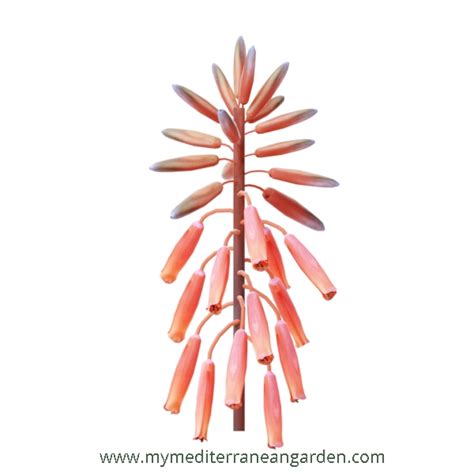 Aloe Aristata Lace Aloe
