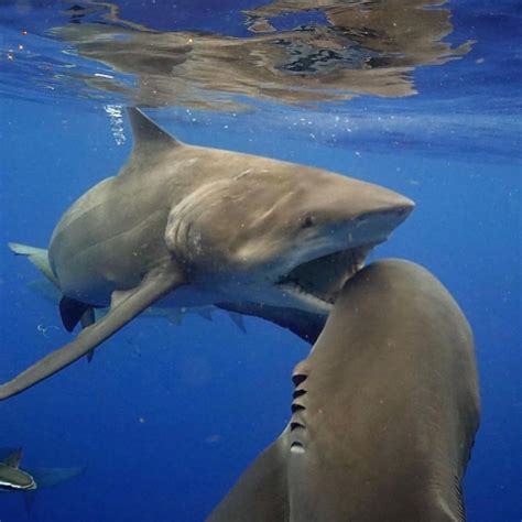 Southern Elephant Seal Bull Chases Away A Great White Shark From A Cape