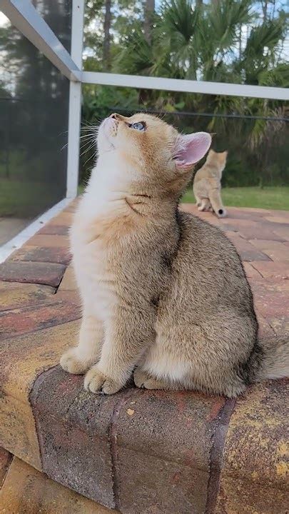 Бенечка ты мой самый красивый Котик на свете🥰😘 Youtube