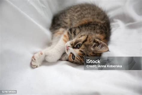 귀여운 귀여운 장난 삼색 삼색 3 피트 새끼 고양이는 양모의 공으로 재생됩니다 흰색 배경에 아기 새끼 고양이의 초상화 퍼즐 배경 노트북 커버 엽서 Diy에 대한 스톡 사진