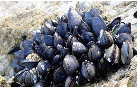 Wa State Shellfish Species — Washington State Shellfish Trail
