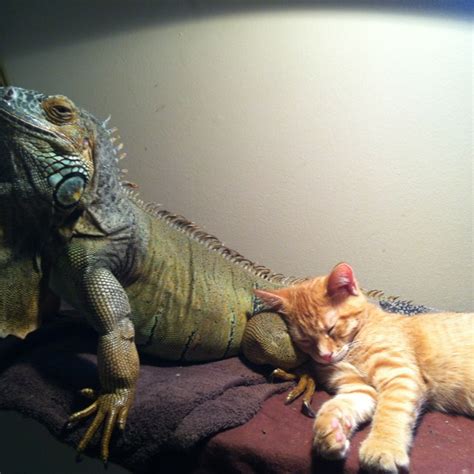 Orange Cat And Large Iguana Unlikely Friends