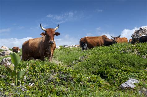 Nguni Cattle On The Wild Coast Of The Eastern Cape Are A Very Familiar