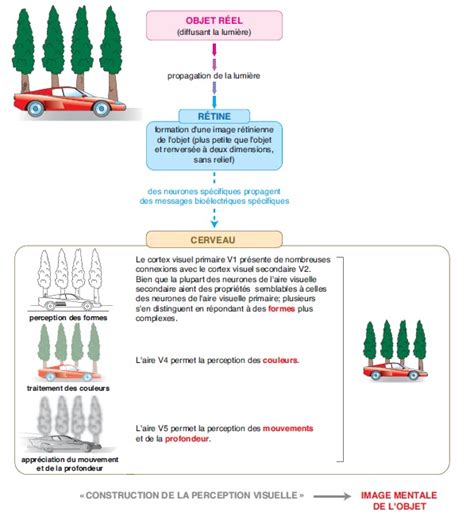 Tpe Stimuli Visuel Le Cortex Visuel Primaire