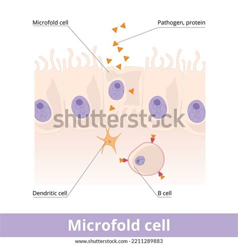 Celda De Micropliegue Encontrados En El Vector De Stock Libre De Regalías 2211289883