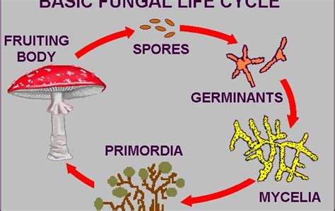 Vegetative Structure Of Fungi Archives Forestrypedia