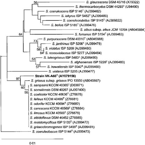 Neighbour Joining Phylogenetic Tree Of Strain VK A60 T And 28
