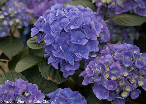 Cityline® Rio Hydrangea Plant Addicts