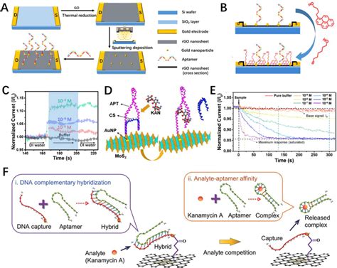 Antibiotic Detection Schematic Diagram Of A The Rgoaptamer