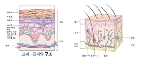 피부이야기 피부의 구성 및 기능 표피 진피 피하지방층 네이버 블로그