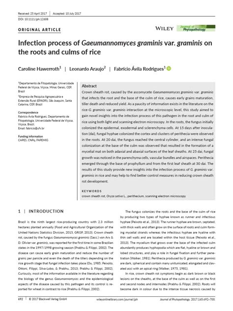 Infection Process Of Gaeumannomyces Graminis Var Graminis On The Roots