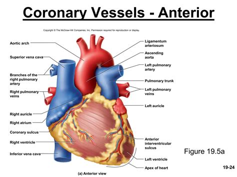The Heart And Cardiac Conduction System Cardiac Cycle 2 Pdf