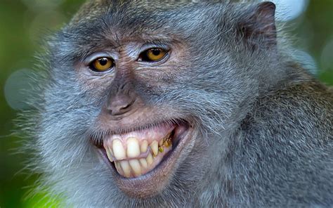 Características dos Animais Natureza Animais Cultura Mix