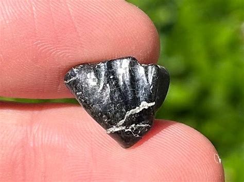 Nice Iguanodon Dinosaur Tooth Fossil Hastings Uk Cretaceous Age Dino Teeth Etsy