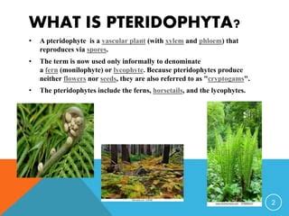 Pteridophyta PPTX