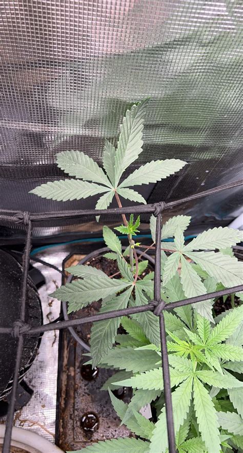 3 Side Branch Per Node Mutation R Microgrowery