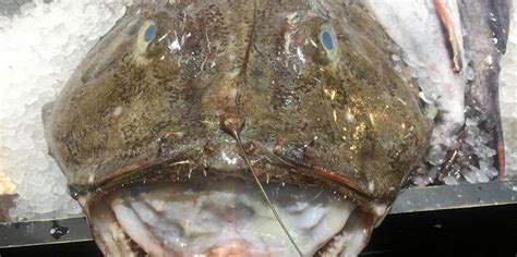 Hagfish Teeth