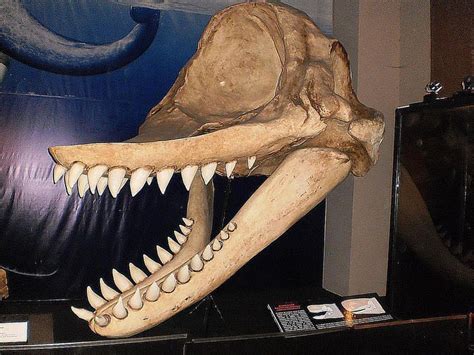 Discover The Enormous Leviathan A Prehistoric Giant Whale