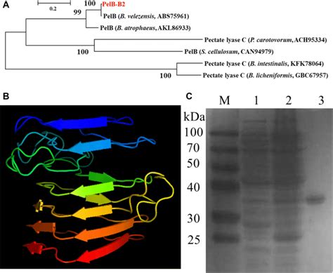 Structure Analysis Purification And 3d Model Construction Of Pelb B2