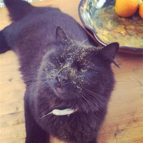 128 Times Cats Found Catnip And Catexe Stopped Functioning Catnip