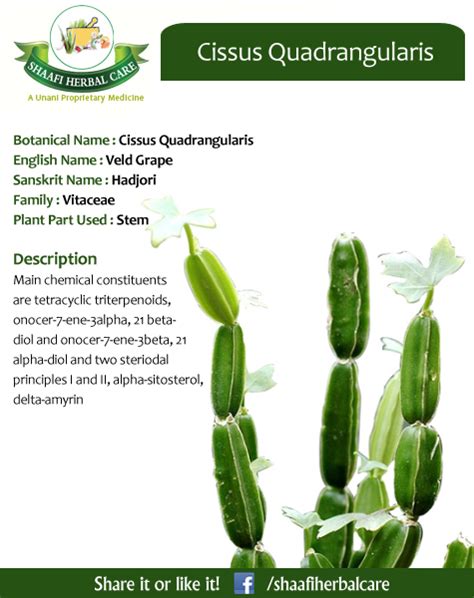 Cissus Quadrangularis Wholesale Herb Supplies
