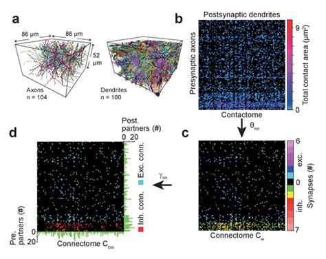 Figures And Data In Synem Automated Synapse Detection For Connectomics