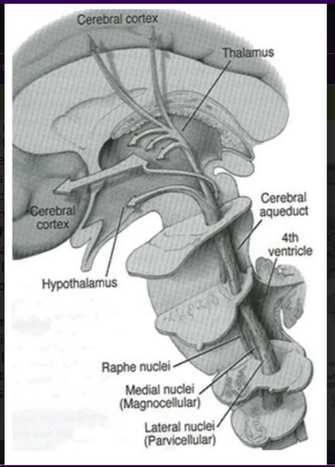 The Ascending Reticular Activating System Traversing The Brainstem And Forming The Basis For