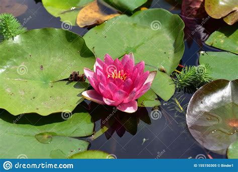 Beautiful Colorful Water Lilly Close Up In The Sunshine Stock Image