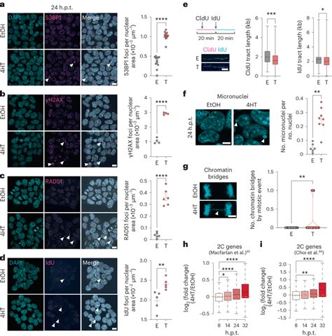 Foxd3 Limits Replication Stress And 2c Gene Activation And Protects