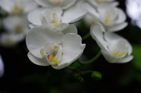 コチョウラン 誇り高き貴婦人 旅して花鳥彩採 Macrography