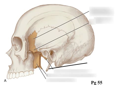Head And Neck Anatomy Bones Quiz Diagram Quizlet