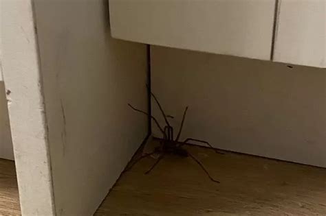 Ireland Venomous Spider Warning As Homes Being Invaded With Massive