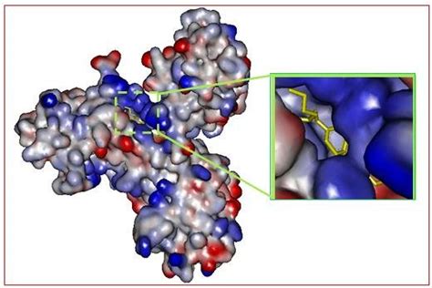 Schematic Diagram Depicting The Trimeric Complex Structure Of Protein